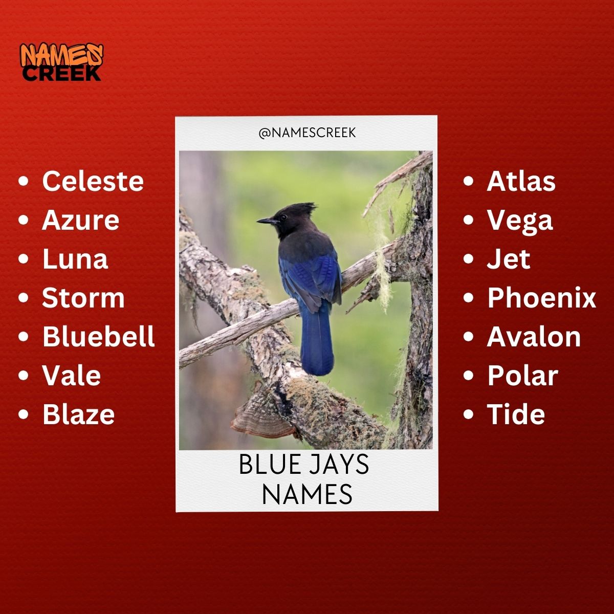 100 Unique Blue Jays Names: Inspiration And Meanings