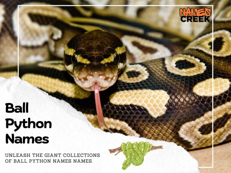 390 Cute And Classy Ball Python Names