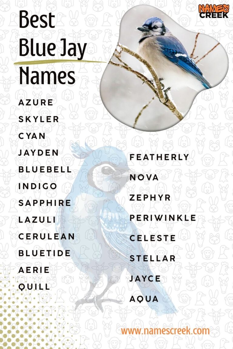 100 Unique Blue Jays Names: Inspiration And Meanings(With Generator)