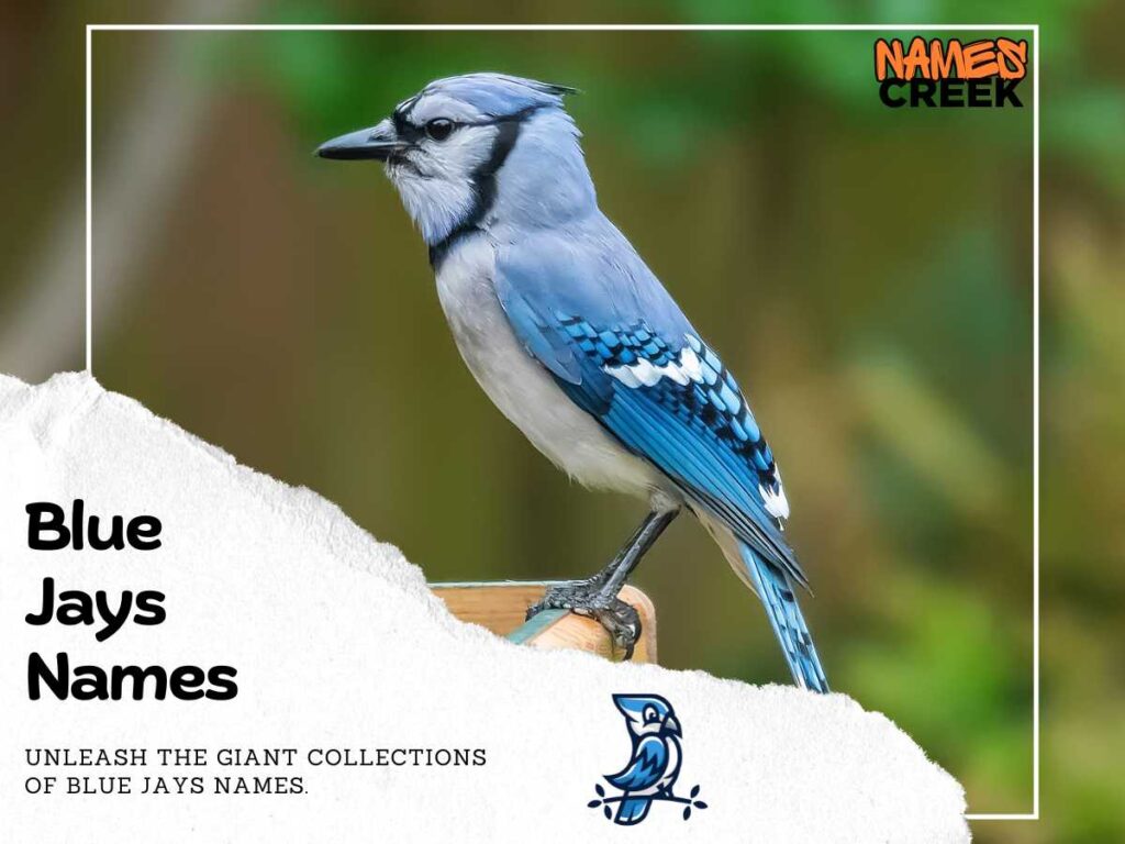 100 Unique Blue Jays Names: Inspiration And Meanings(With Generator)