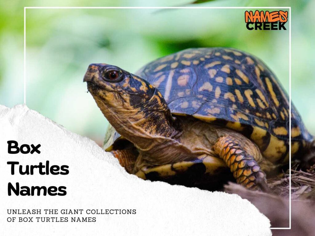 109+ Pet Box Turtles Names