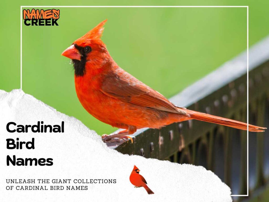 Cardinal Bird Names: 100 Unique And Meaningful Choices