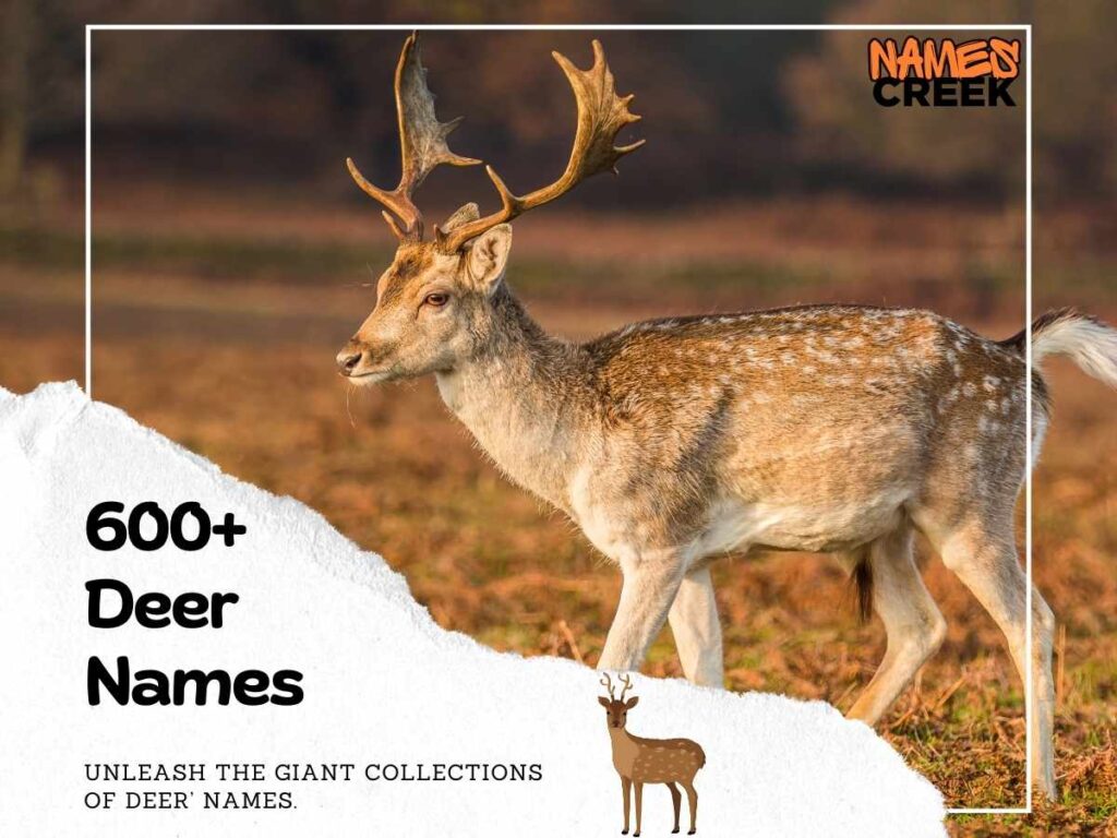 600+ Deer Names Charming And Classy With Generator