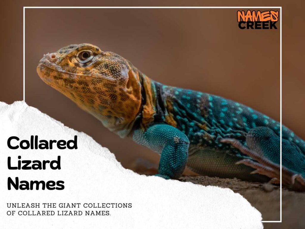 101+ Pet Collared Lizard Names