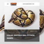 390 Cute And Classy Ball Python Names