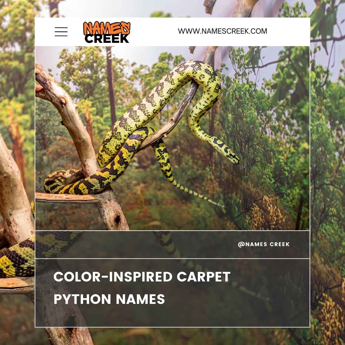 120 Fun And Fabulous Carpet Python Names