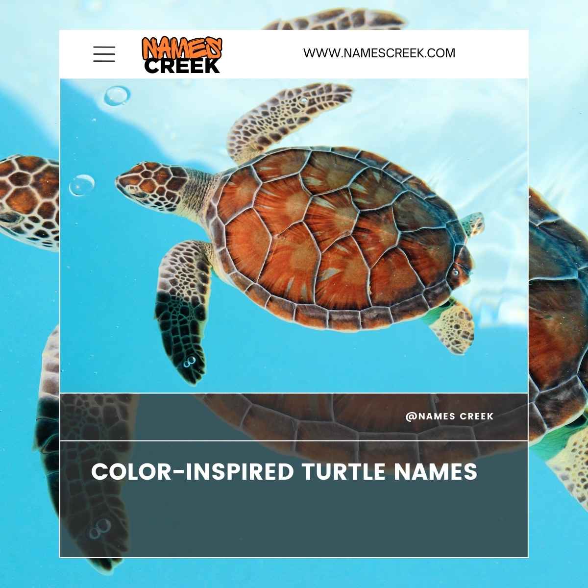 179+ Wholesome Turtle Names