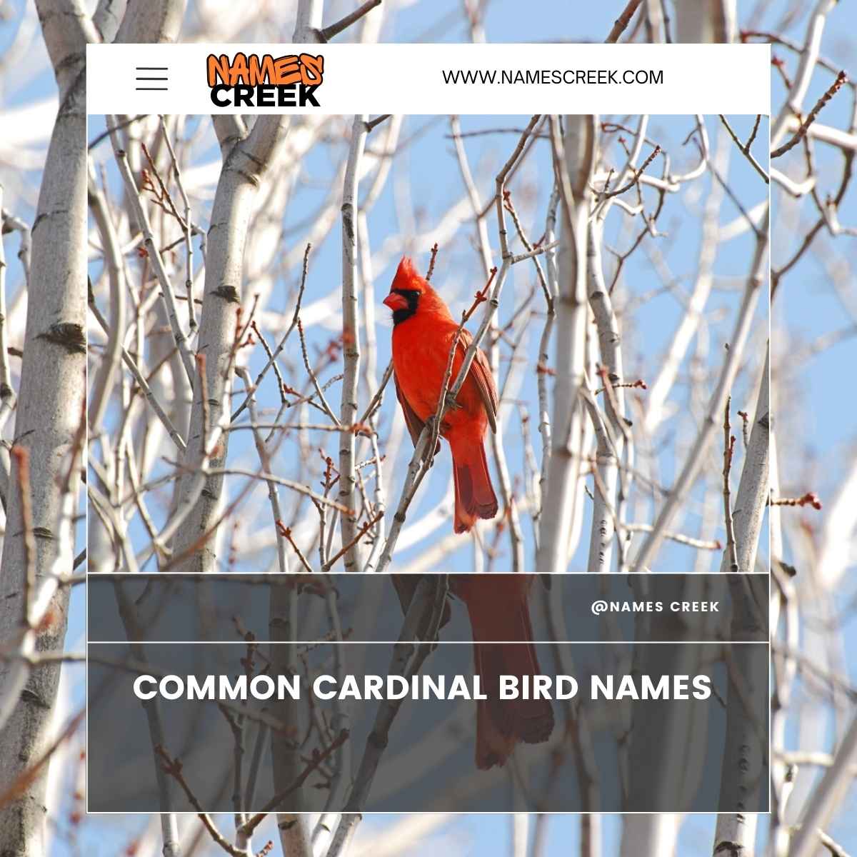 Cardinal Bird Names: 100 Unique And Meaningful Choices