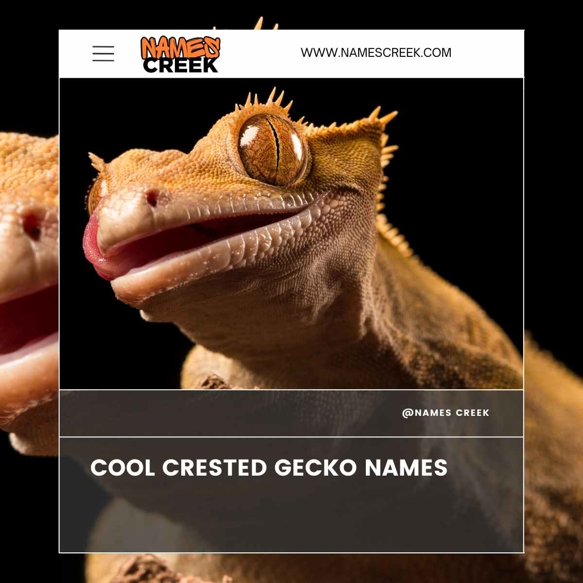 460 Crested Gecko Names With AI Generator