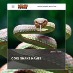 260+ Fascinating Snake Names