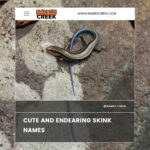 320+ Unique Skink Names : Find The Perfect Name Today!
