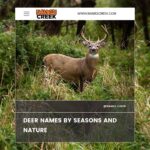 600+ Deer Names Charming And Classy With Generator