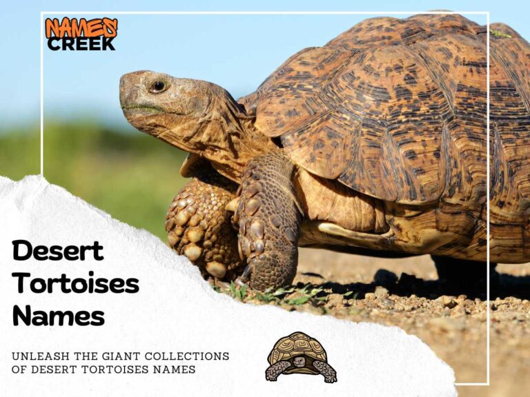 120 Desert Tortoises Names