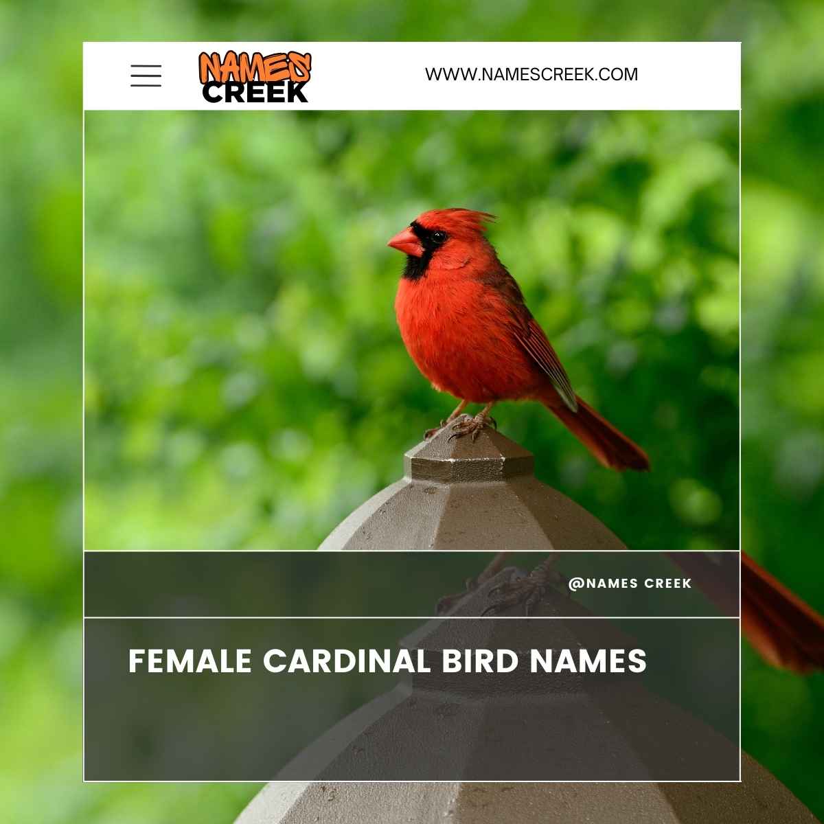 Cardinal Bird Names: 100 Unique And Meaningful Choices