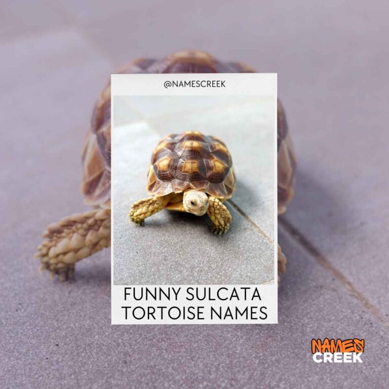 Turtle And Tortoise Names: 220 Creative Ideas For Your Shelled Friend