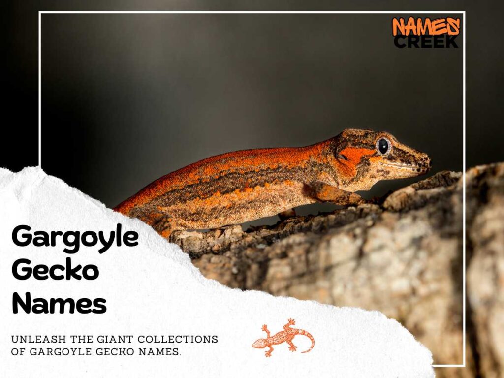 169+ Gargoyle Gecko Names