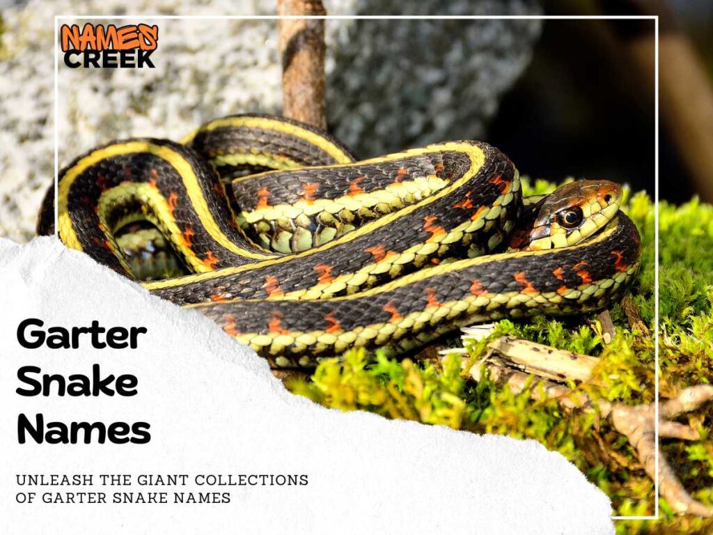 159+ Fascinating Garter Snake Names