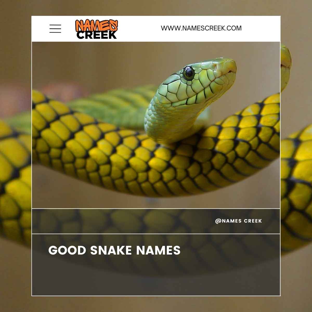 260+ Fascinating Snake Names
