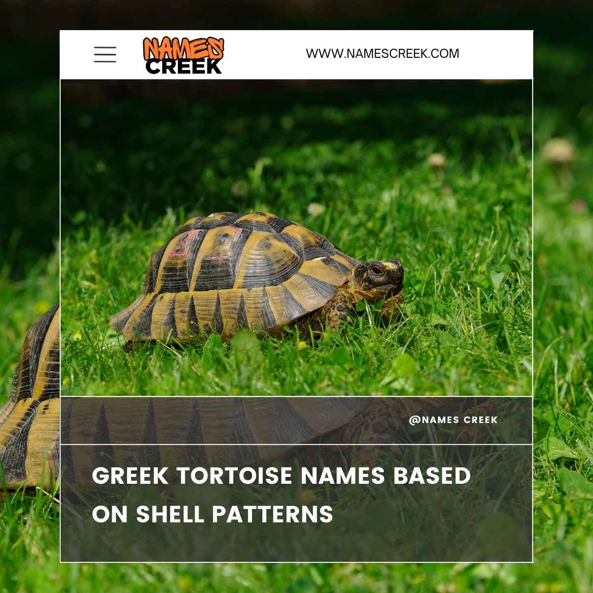 169+ Stunning Greek Tortoise Names