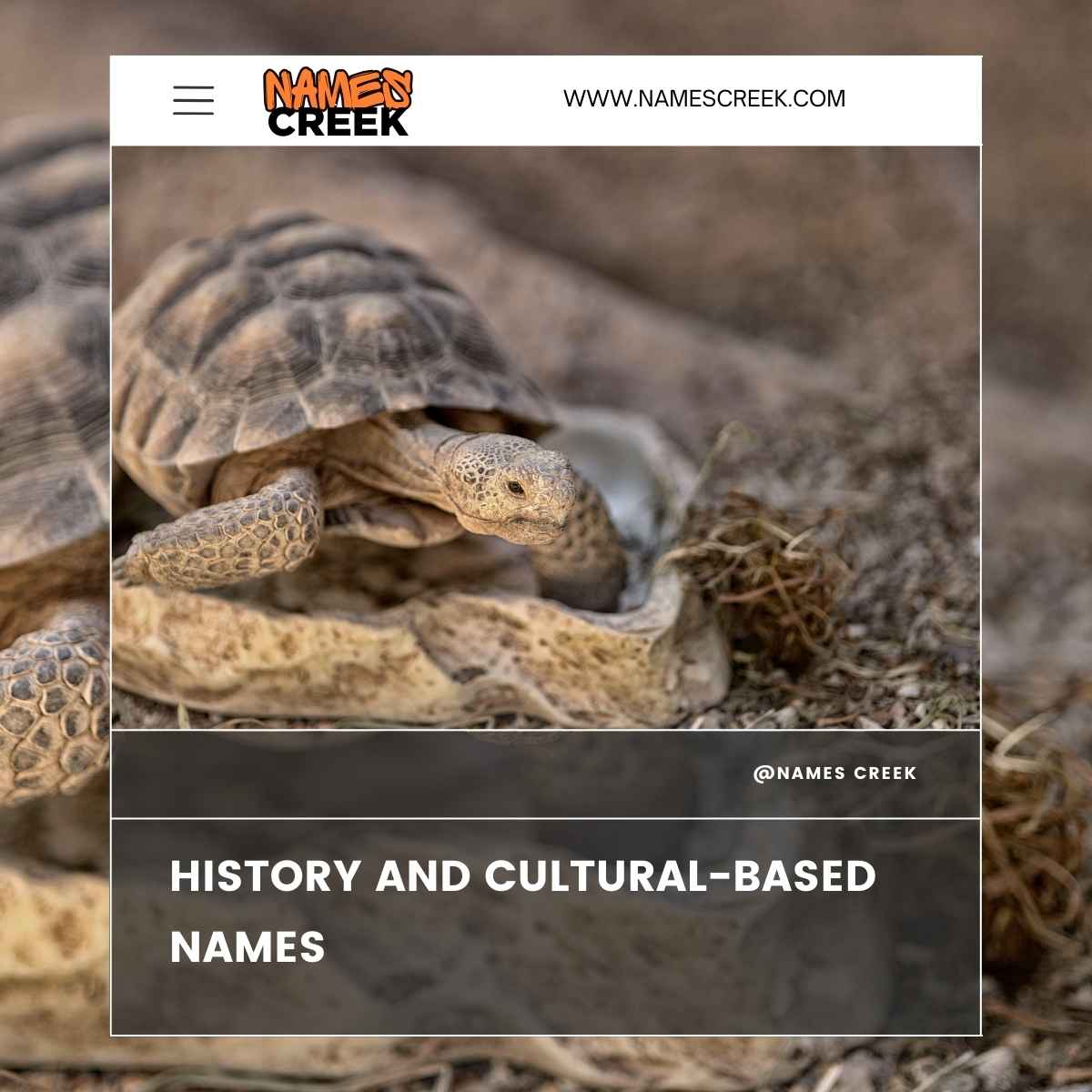 120 Desert Tortoises Names