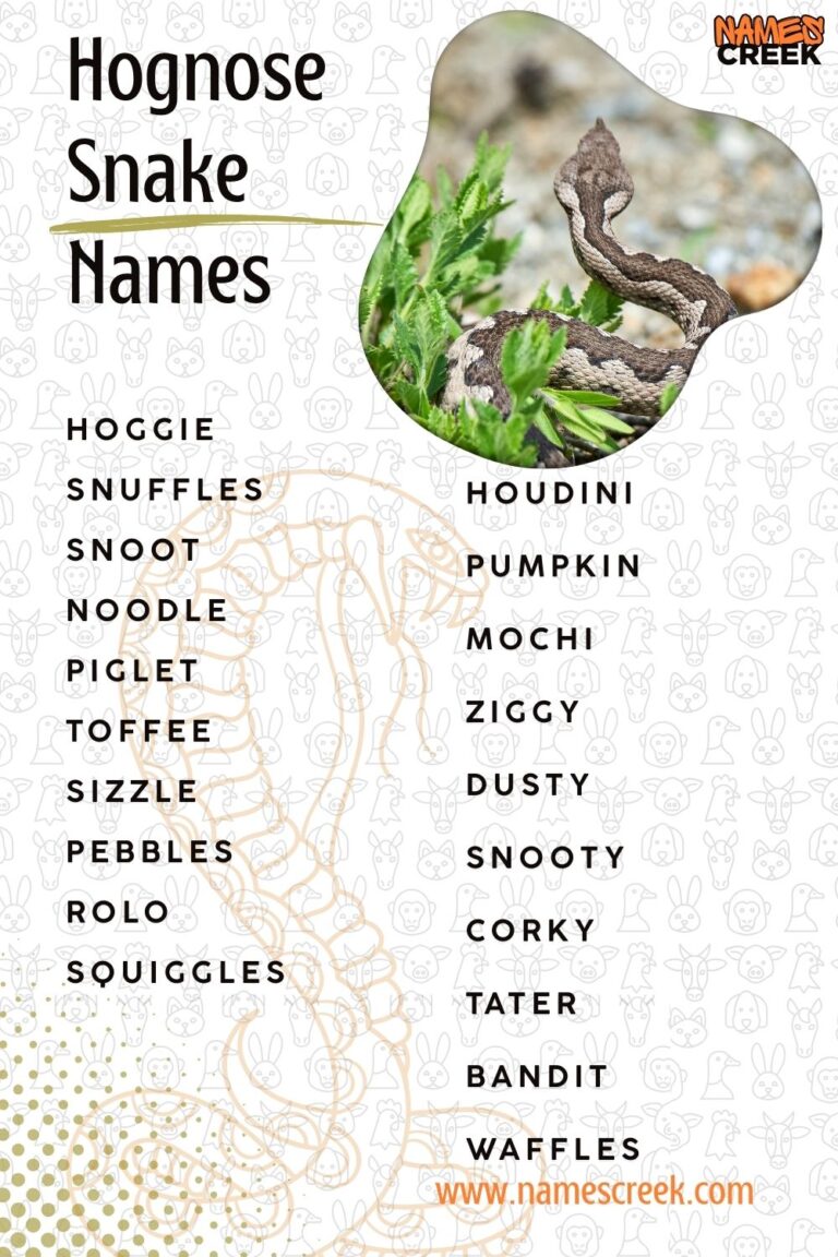 280 Awesome Pet Hognose Snake Names + Ai Generator