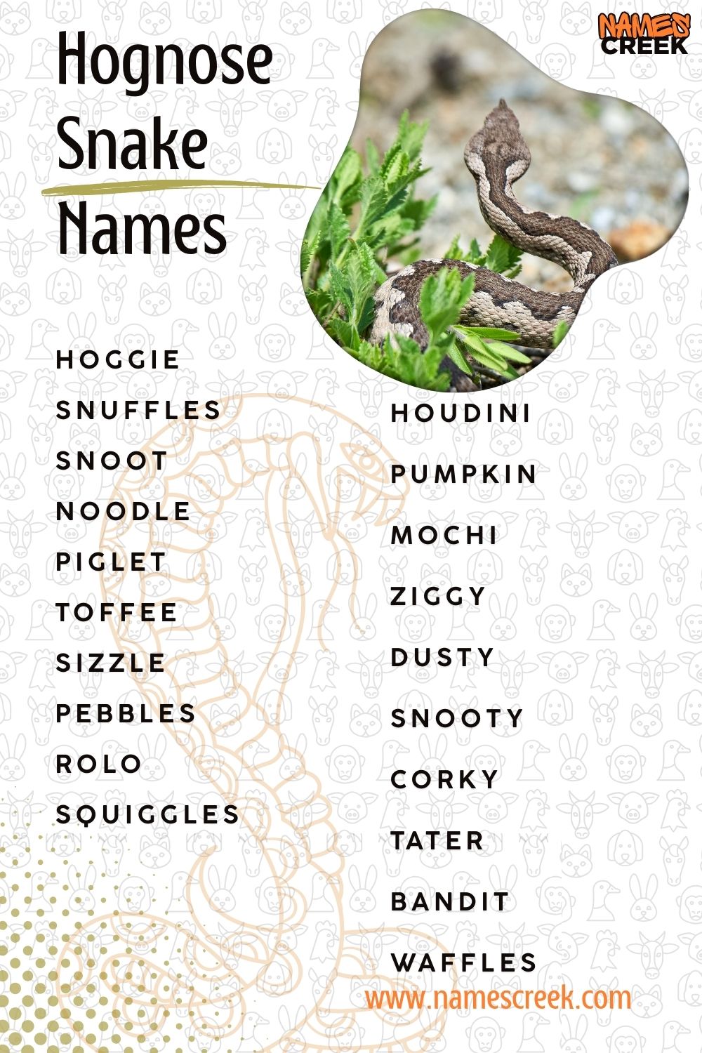280 Awesome Pet Hognose Snake Names + Ai Generator
