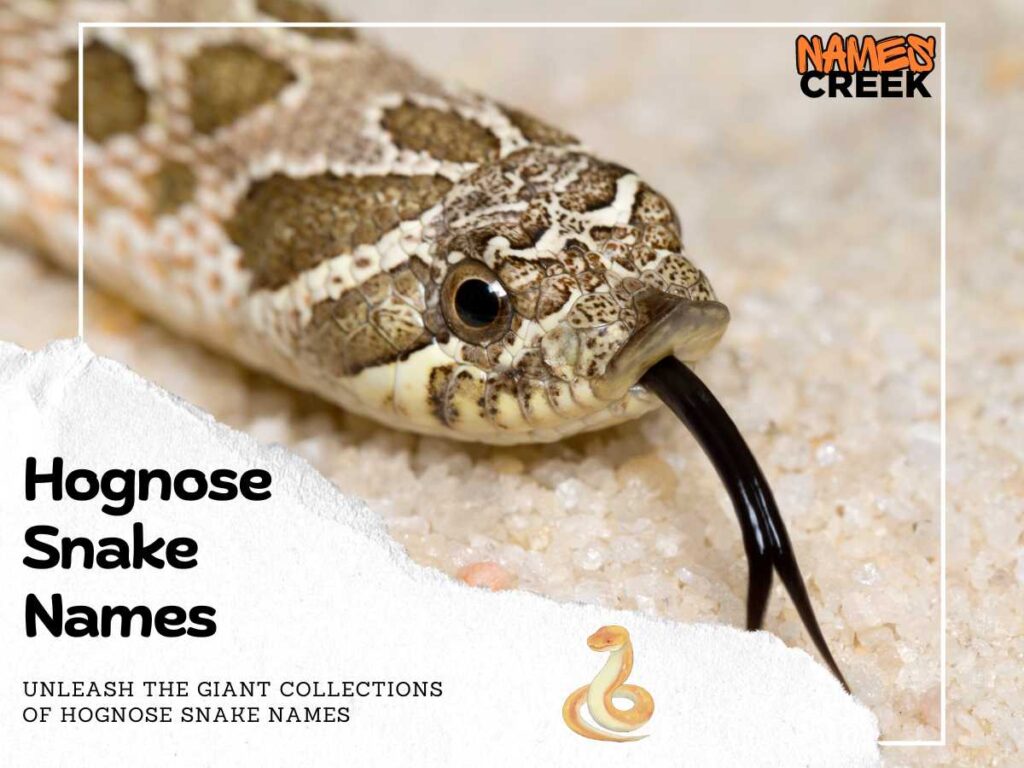 280 Awesome Pet Hognose Snake Names + Ai Generator