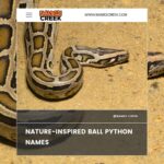 390 Cute And Classy Ball Python Names