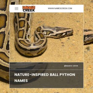 390 Cute And Classy Ball Python Names