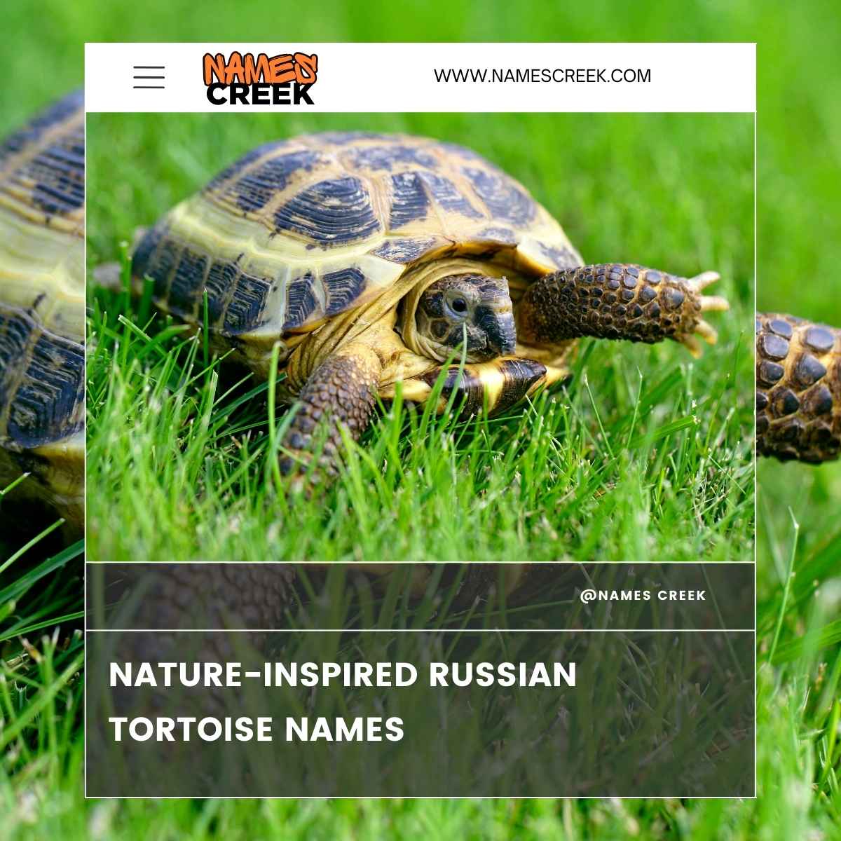 139+ Fascinating Russian Tortoise Names
