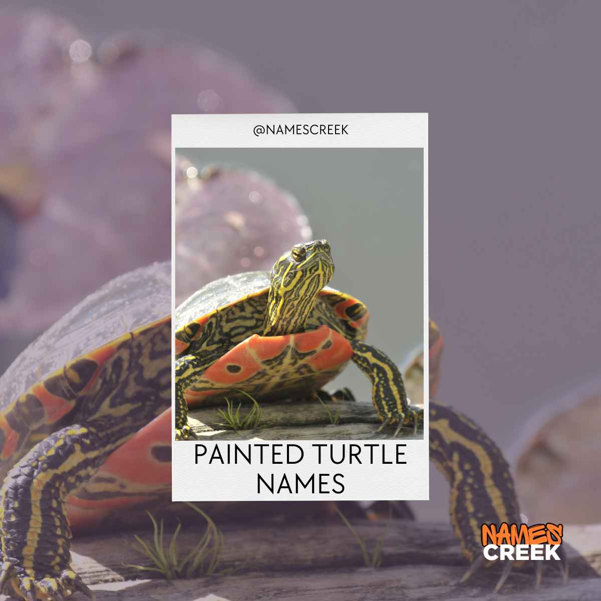 Turtle And Tortoise Names: 220 Creative Ideas For Your Shelled Friend