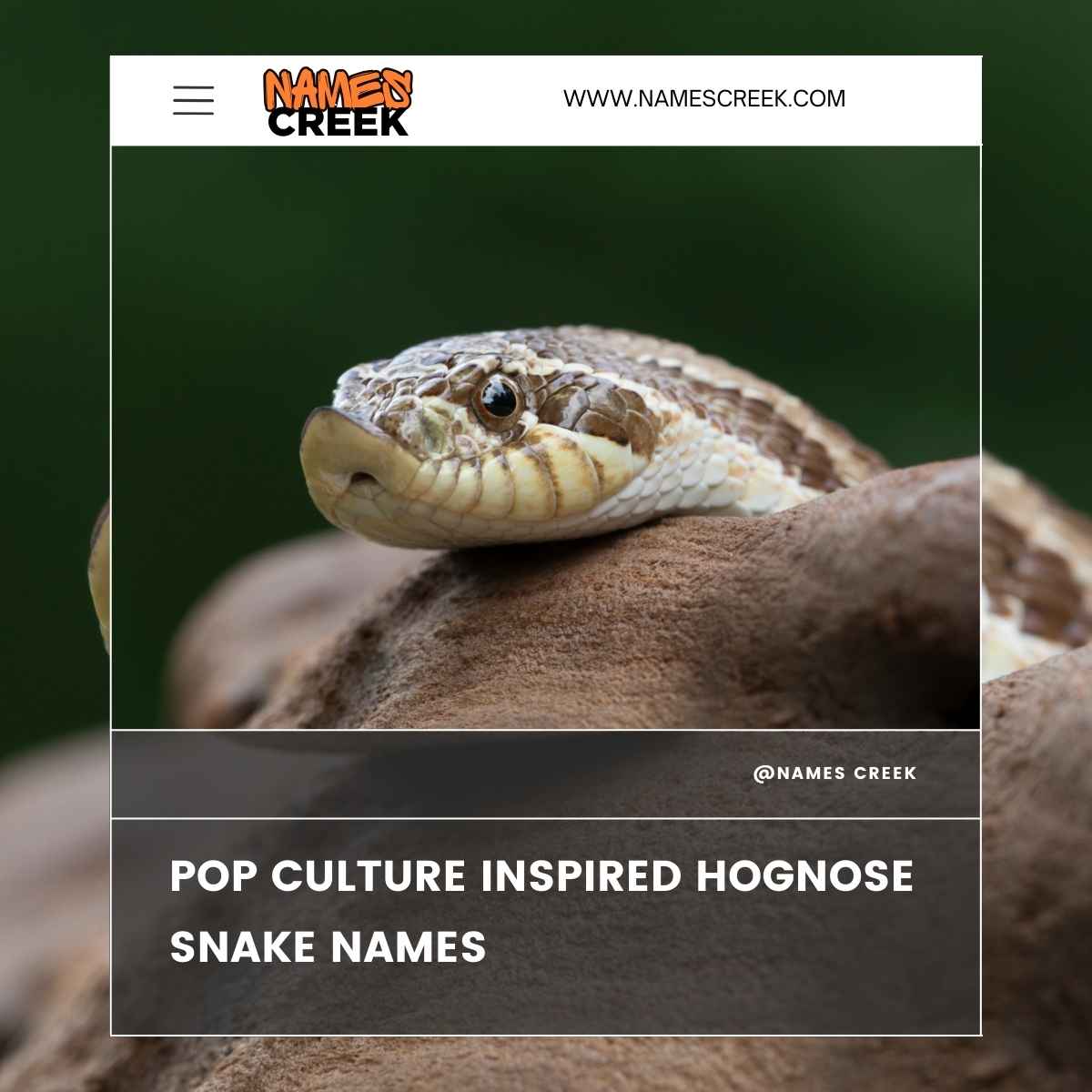 280 Awesome Pet Hognose Snake Names + Ai Generator
