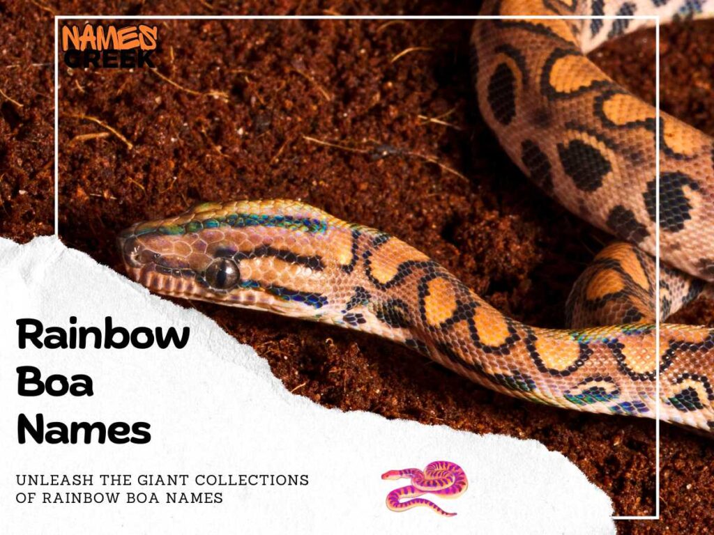 109+ Stunning Rainbow Boa Names