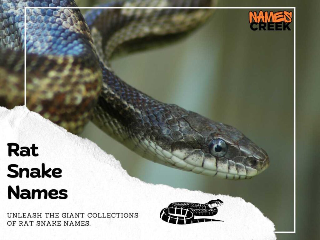 Awesome 130 Rat Snake Names