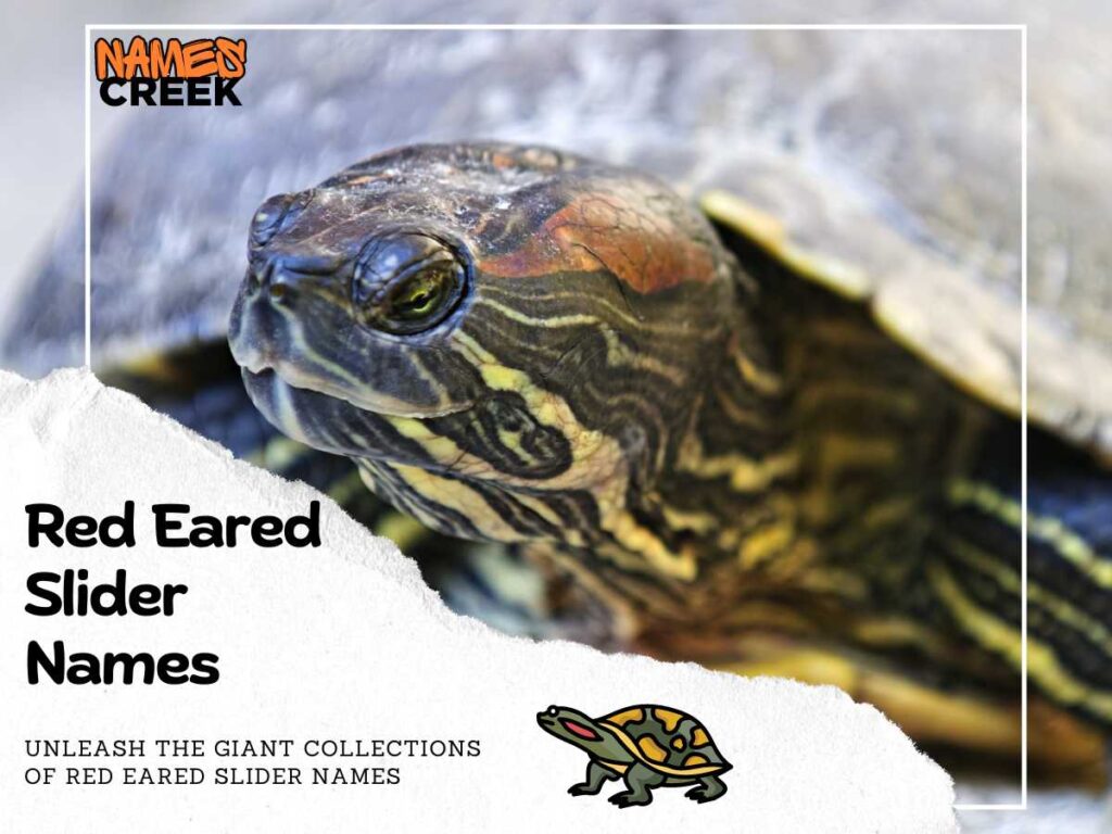 110+ Awesome Red Eared Slider Names