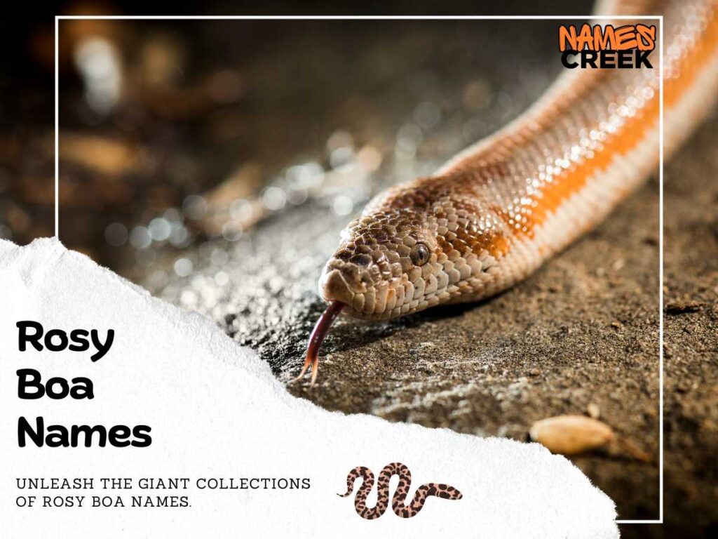 129+ Fascinating Rosy Boa Names