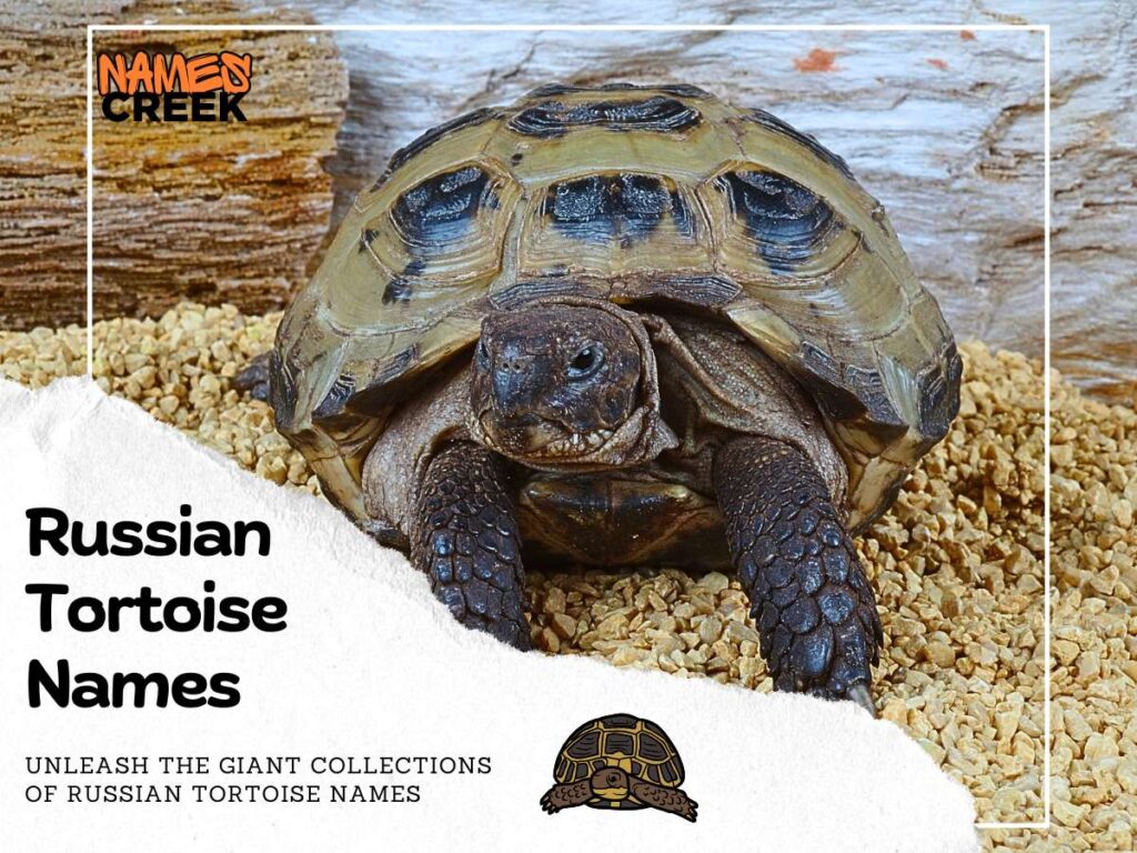 139+ Fascinating Russian Tortoise Names