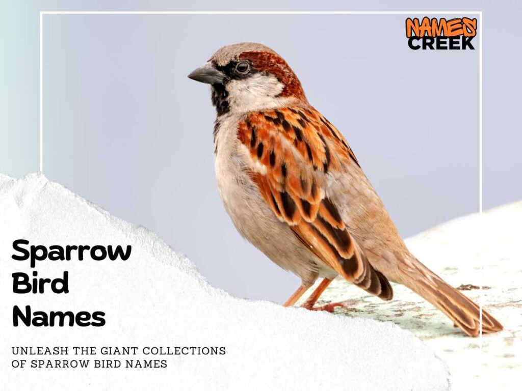 250 Amazing Pet Sparrow Bird Names