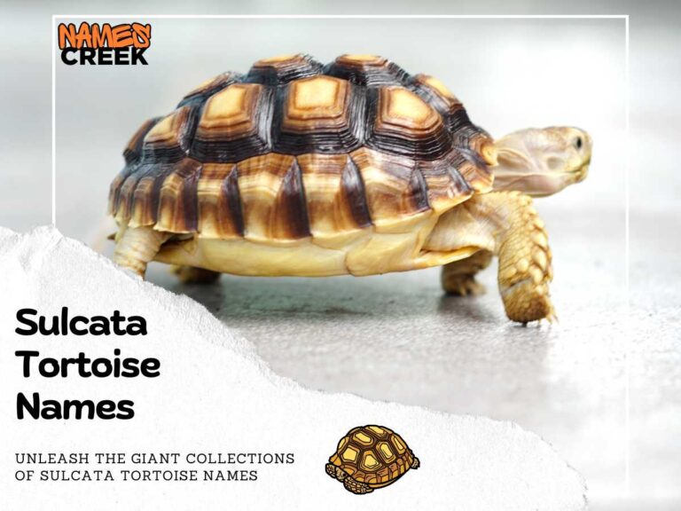 200 Sulcata Tortoise Names