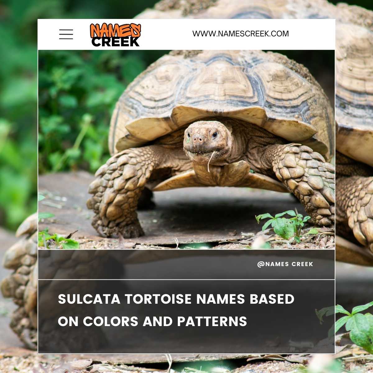 200 Sulcata Tortoise Names