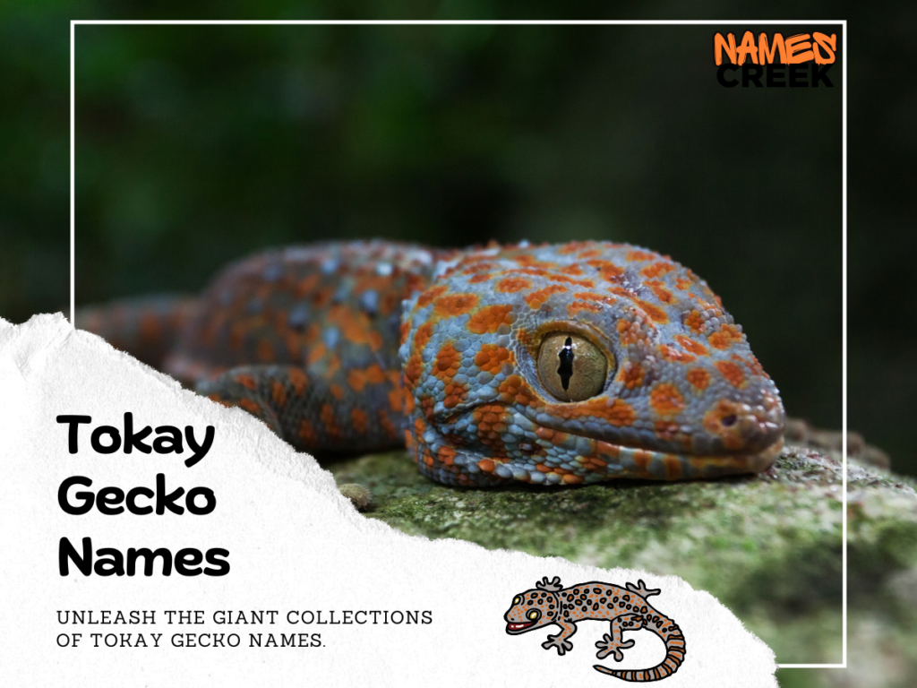 List Of 310+ Tokay Gecko Names