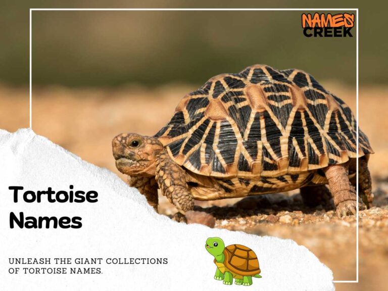 220 Exotic Tortoise Names