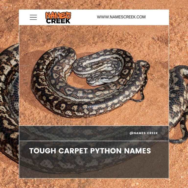 120 Fun And Fabulous Carpet Python Names