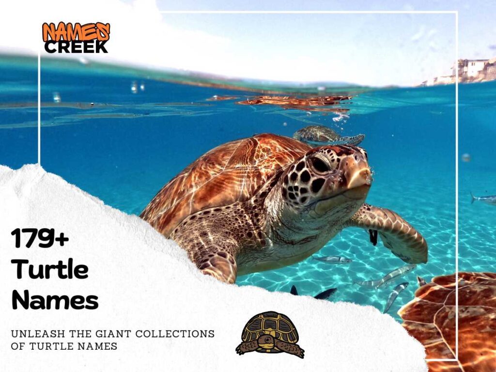 179+ Wholesome Turtle Names