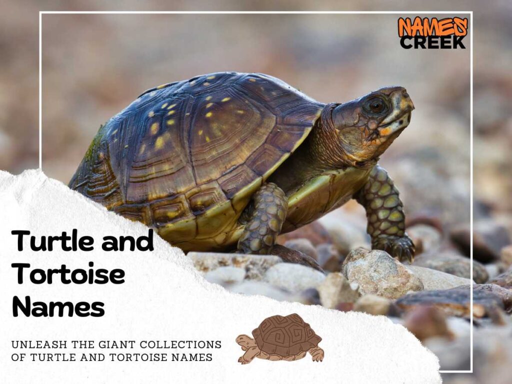 Turtle And Tortoise Names: 220 Creative Ideas For Your Shelled Friend