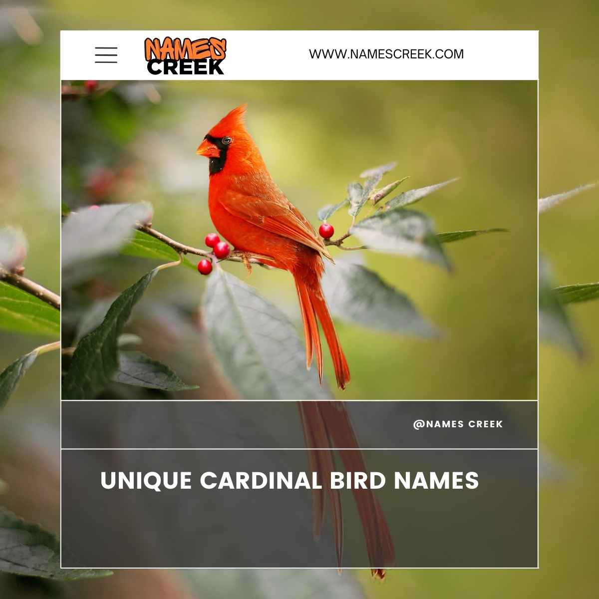 Cardinal Bird Names: 100 Unique And Meaningful Choices