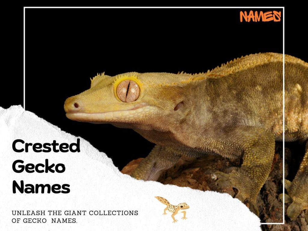 350+ Unique Crested Gecko Names