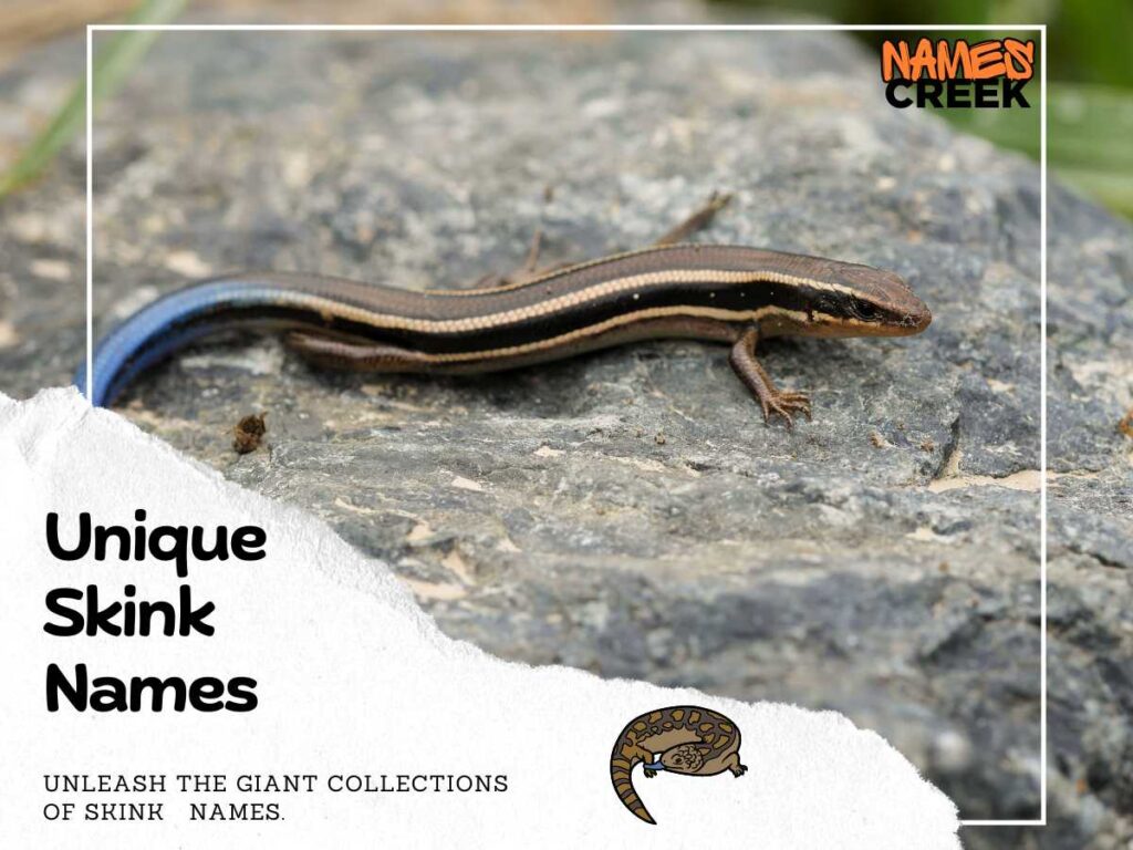 320+ Unique Skink Names : Find The Perfect Name Today!