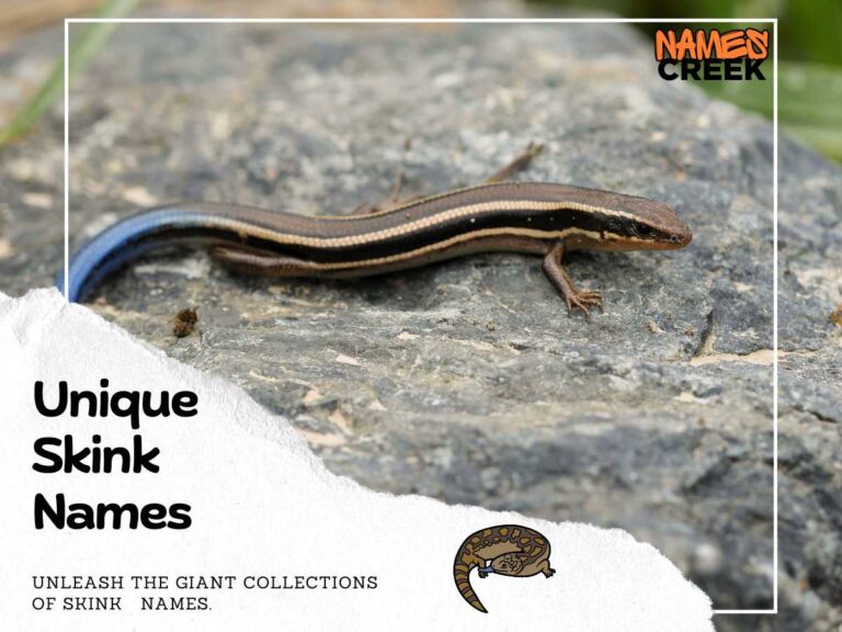 320+ Unique Skink Names : Find The Perfect Name Today!