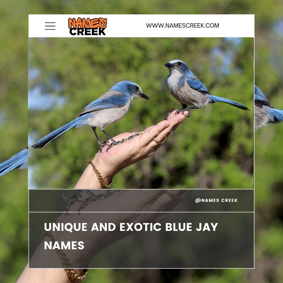 100 Unique Blue Jays Names: Inspiration And Meanings(With Generator)